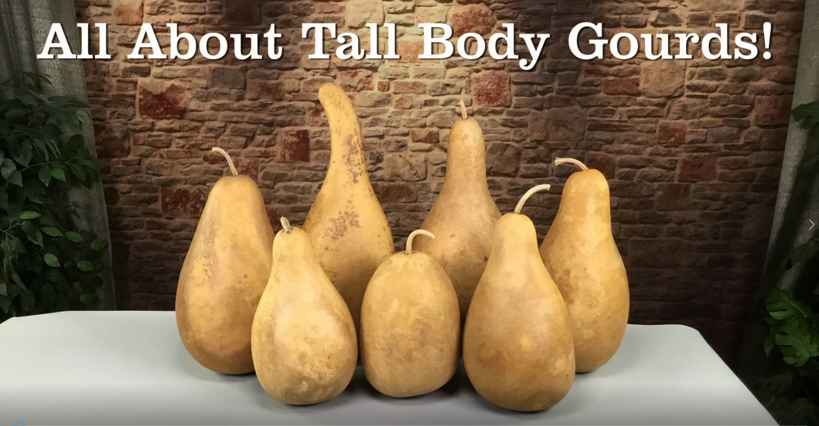 How Tall Body Gourds are Selected - Welburn Gourd Farm