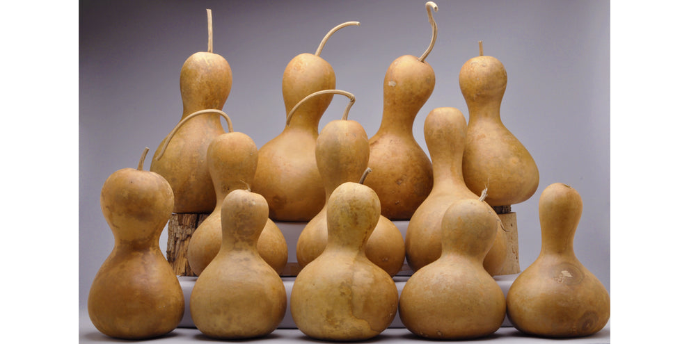 Standard Bottle Gourds - Welburn Gourd Farm