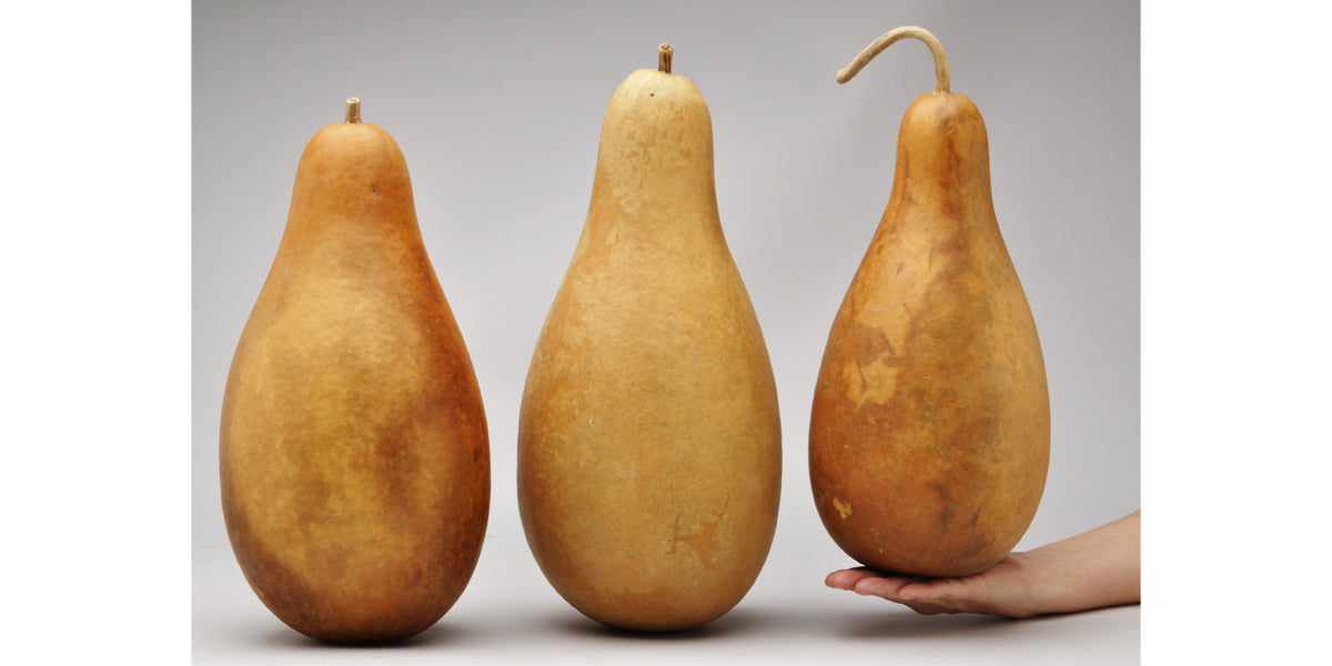 Tall-Body Gourds - Welburn Gourd Farm