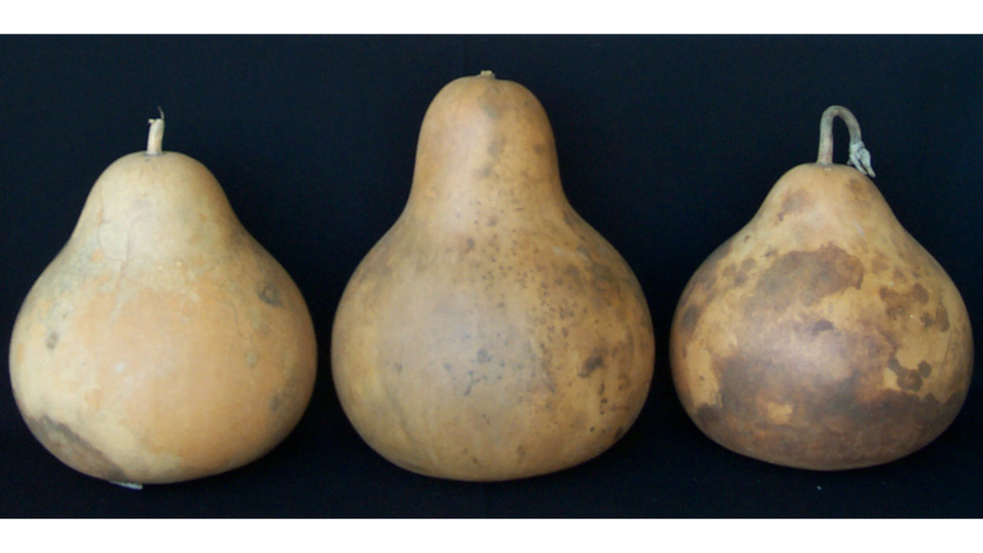 Standard Pear + Kettle Gourds - Welburn Gourd Farm