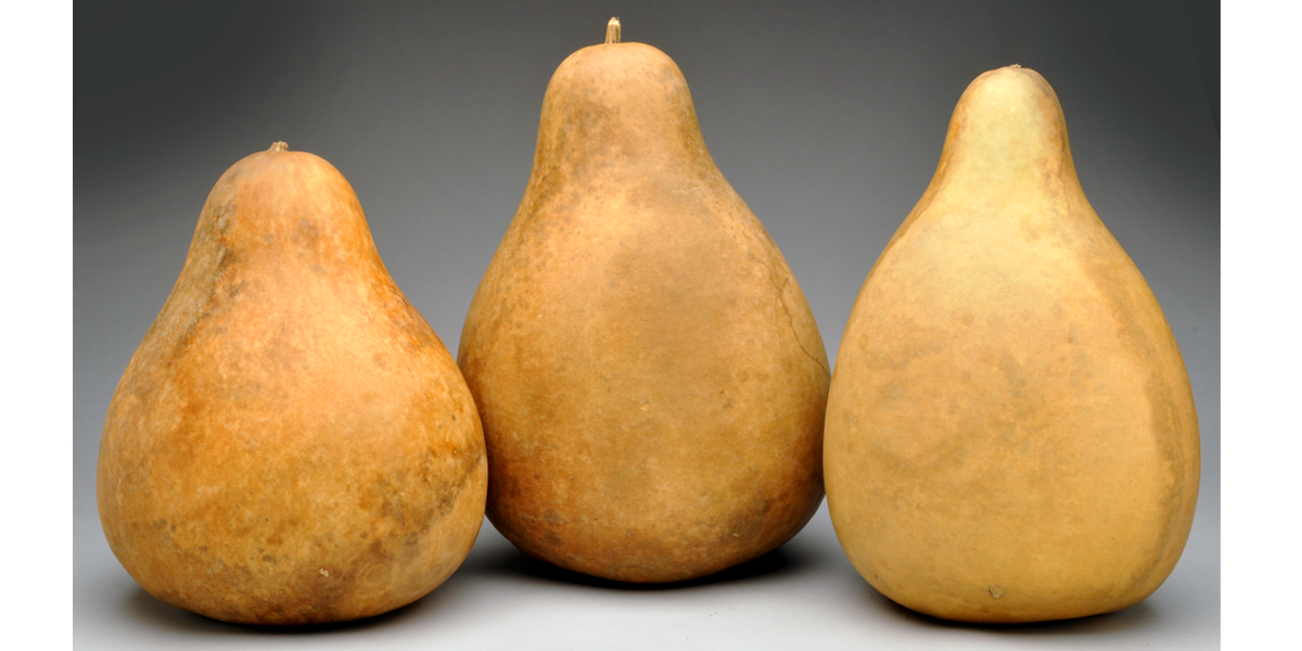Standard Pear + Kettle Gourds - Box of 3 Pear + Kettle Gourds (9"-10.9 ...