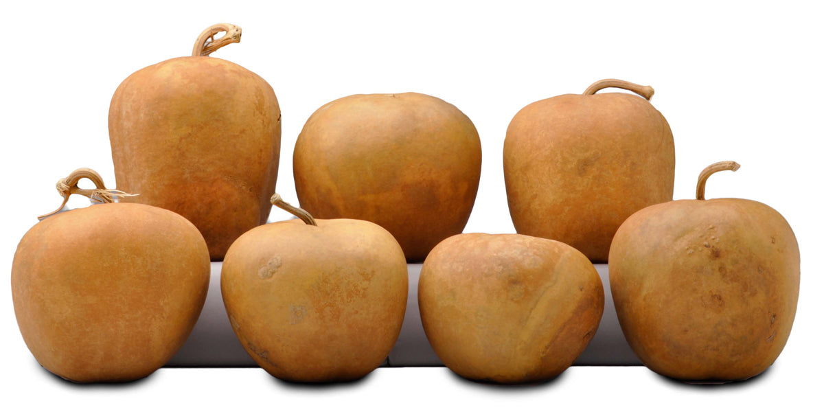 Premium Apple Gourds - Welburn Gourd Farm