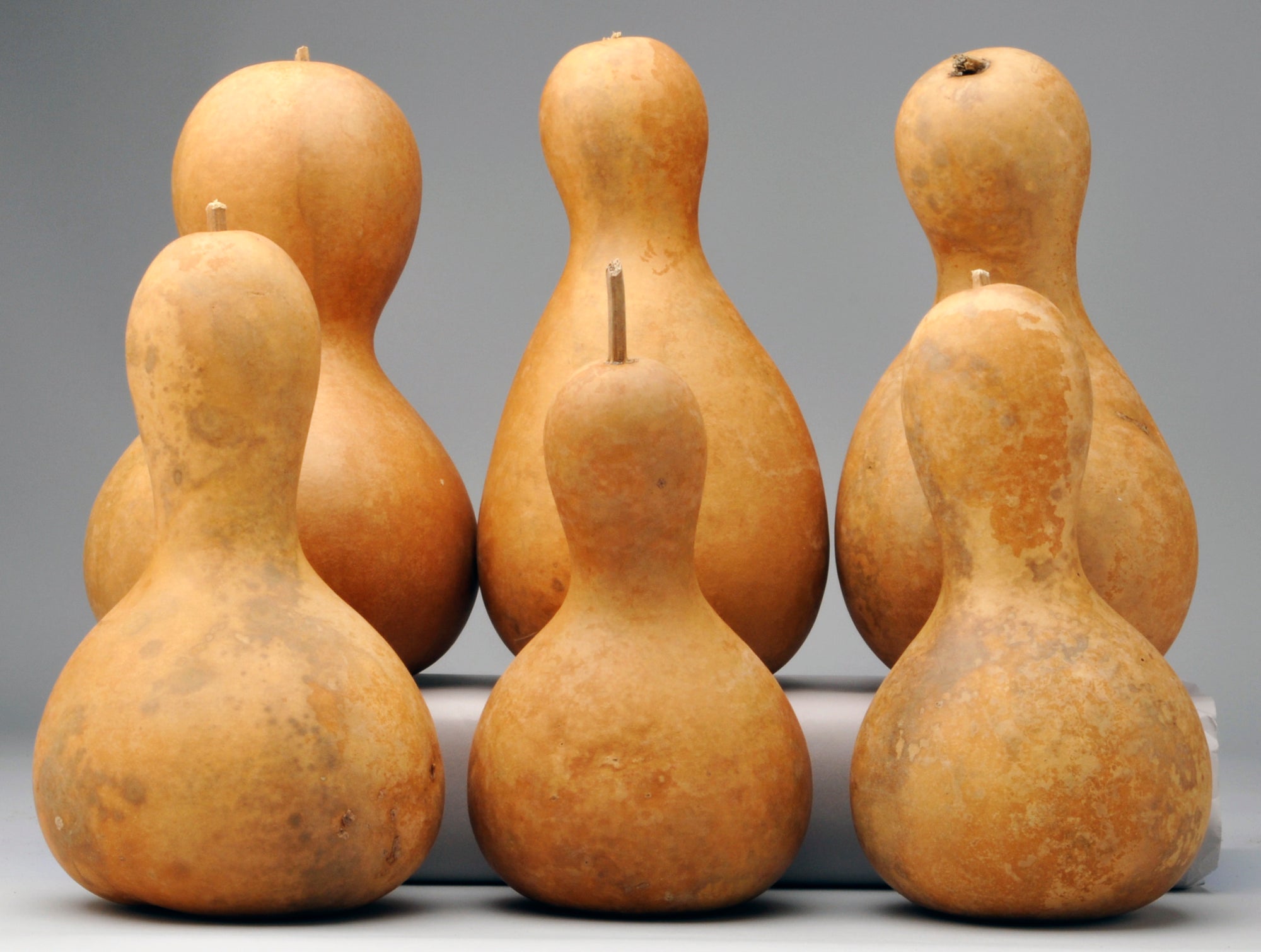 Standard Bottle Gourds Bulk Bundle - Welburn Gourd Farm