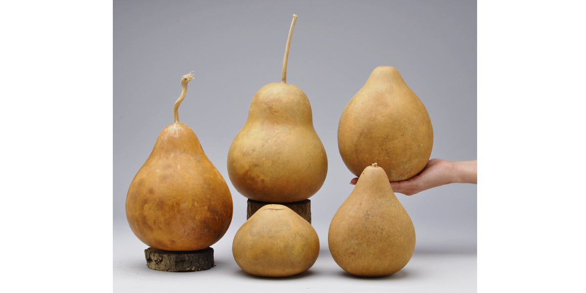 Standard Pear + Kettle Gourds - Welburn Gourd Farm