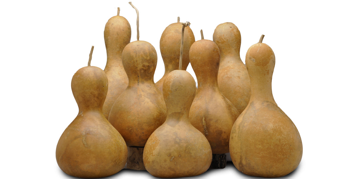 Standard Bottle Gourds Bulk Bundle - Welburn Gourd Farm