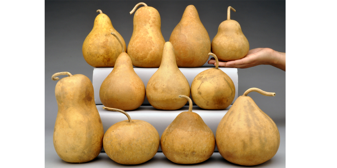 Mini Gourds - Welburn Gourd Farm