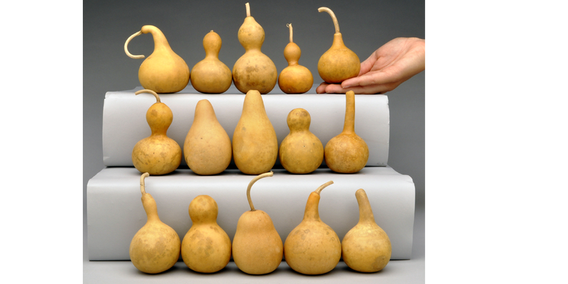 Mini Gourds - Welburn Gourd Farm