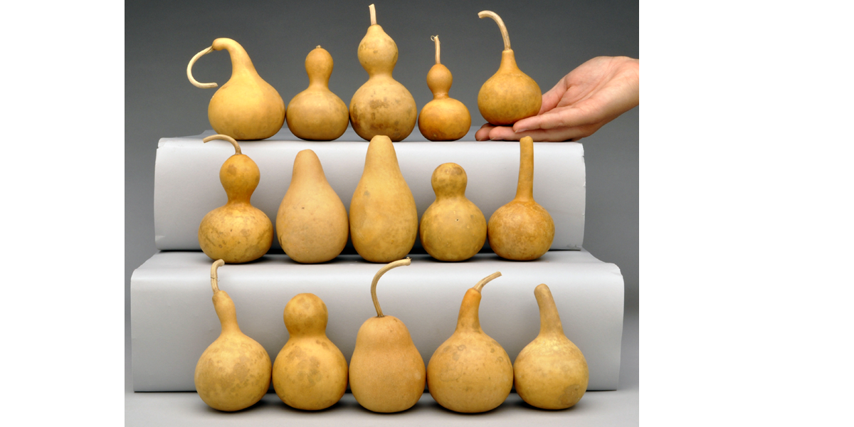 Customer Favorites - Welburn Gourd Farm