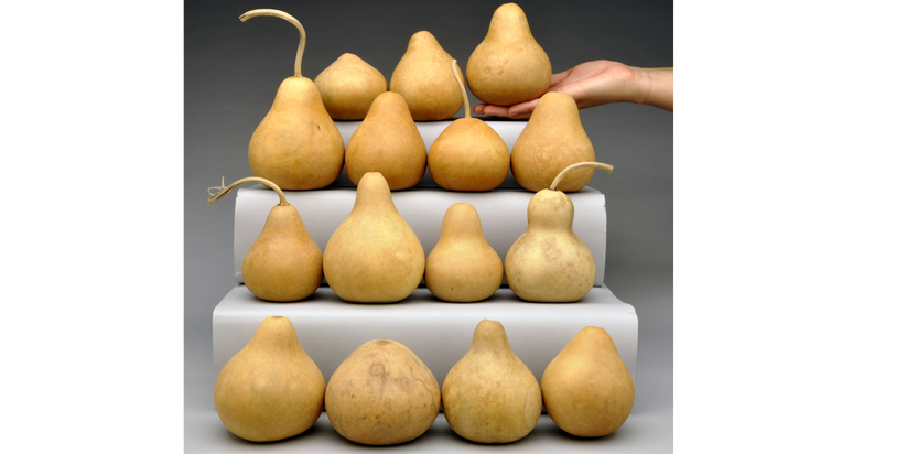 Mini Gourds - Welburn Gourd Farm