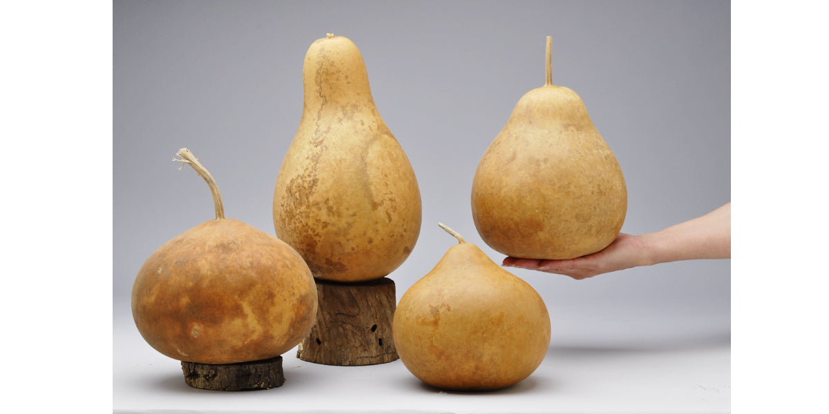 Standard Pear + Kettle Gourds - Welburn Gourd Farm