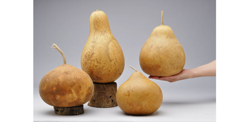 Standard Pear + Kettle Gourds - Box of 4 Pear + Kettle Gourds (7"-8.9 ...