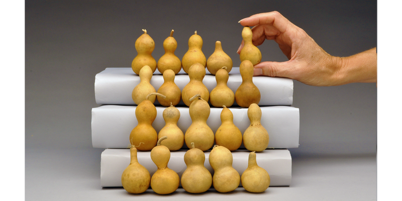 Gourds - Welburn Gourd Farm