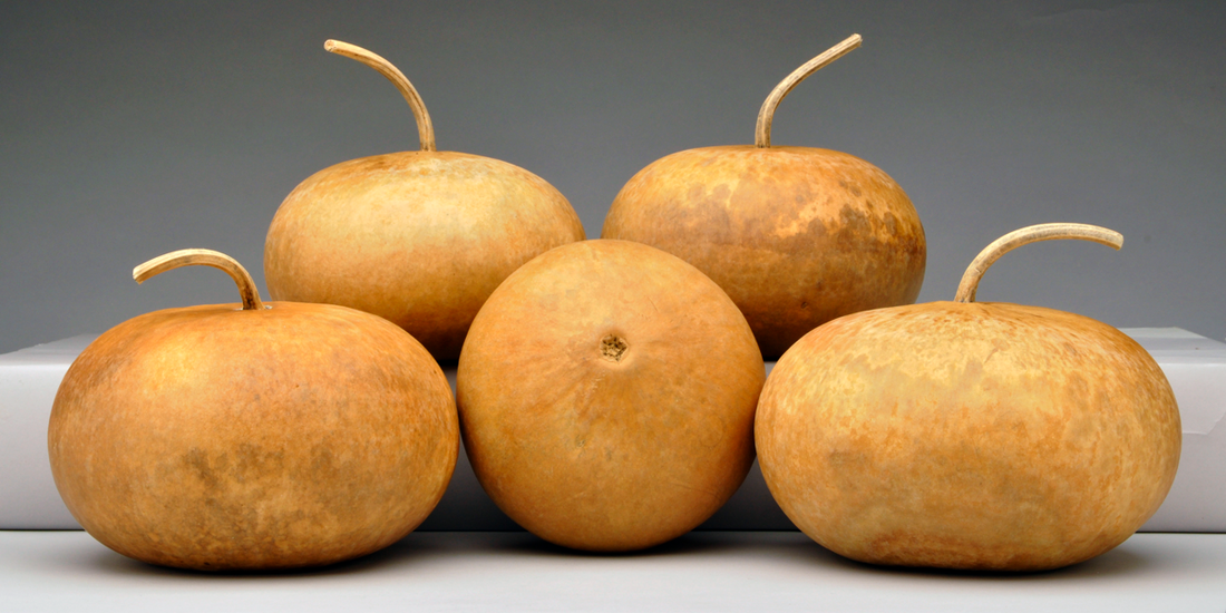 Canteen Gourds - Box of 6 Canteen Gourds (5"-6.9" diameter) - Welburn ...